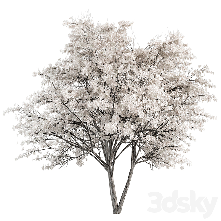 White Dogwood - Tree Set 168 - Tree - 3D model