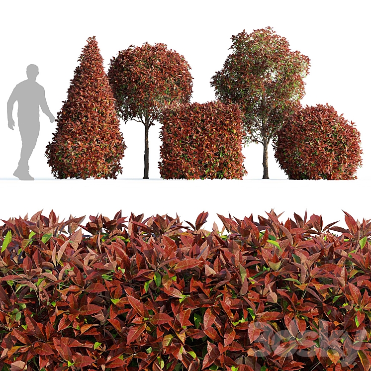 Photinia fraseri Red Robin (Photinia fraseri Red Robin) - Bush - 3D model