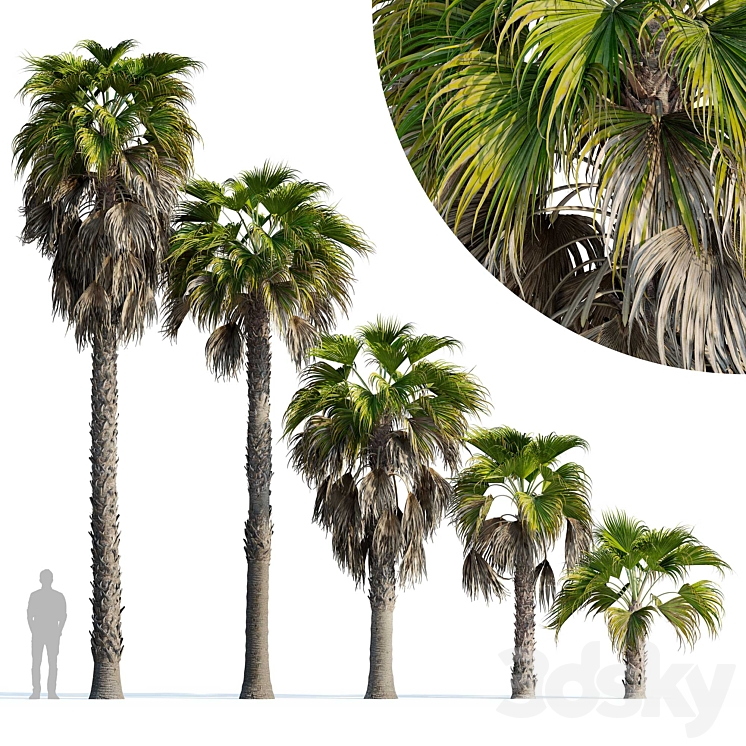 Washingtonia robusta palm (Washingtonia robusta palm) - Tree - 3D model