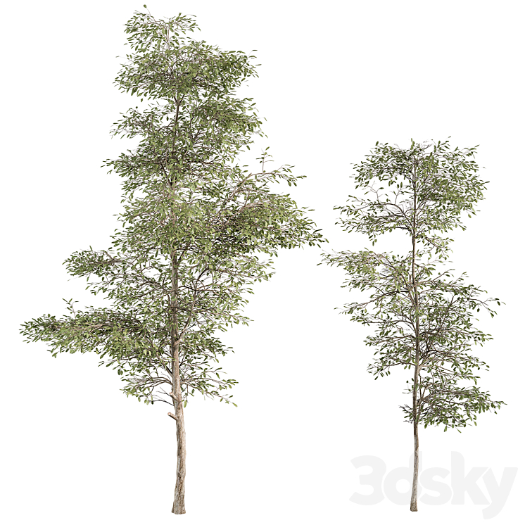 Sapling-Tree Set 157 - Tree - 3D model