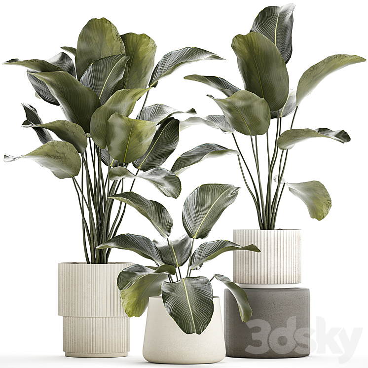 Exotic bush plants in a flower pot Calathea lutea, Strelitzia. set of ...