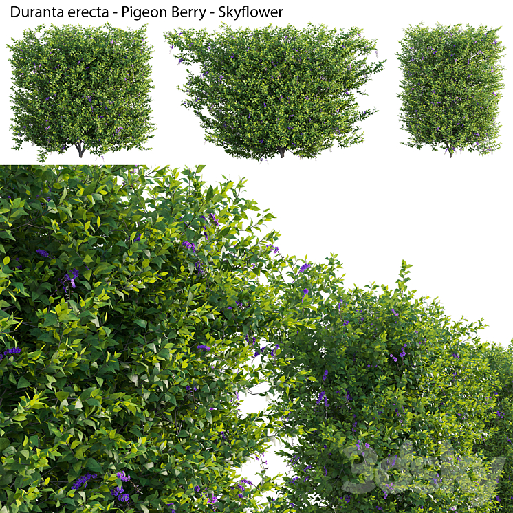 Duranta erecta - Pigeon Berry - Skyflower 03 - Bush - 3D model
