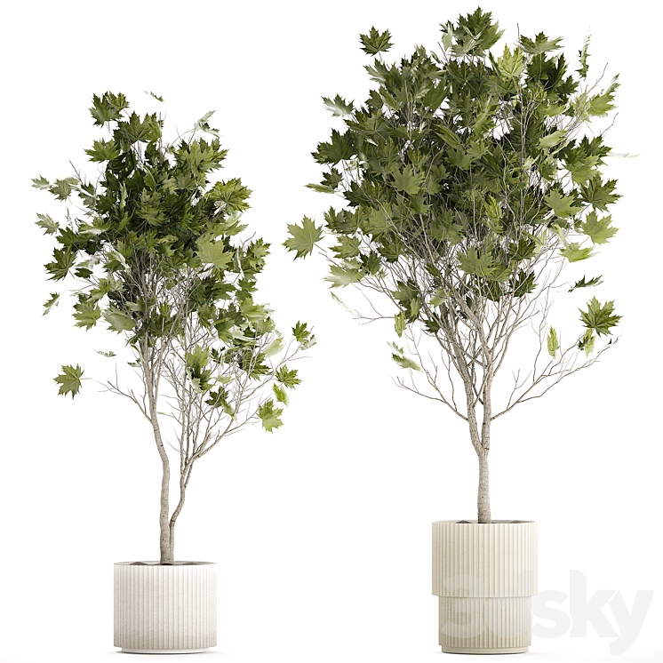 Beautiful little trees in white flower pots with Maple, Sycamore. Plant ...