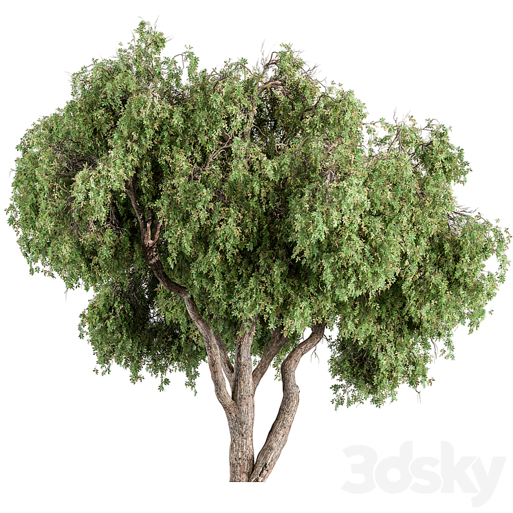 Peppertree -Tree Set 235 - Tree - 3D model