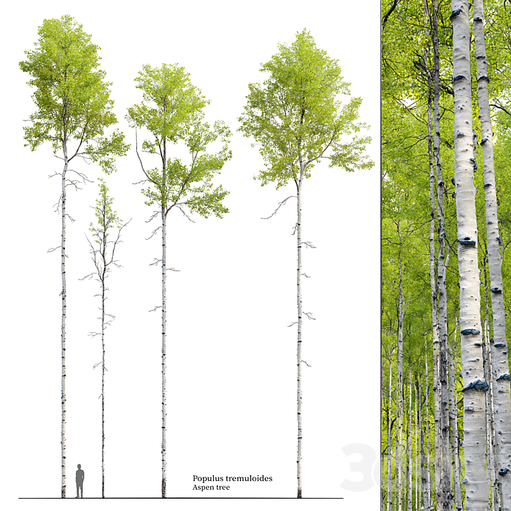 Aspen tree 04 - Tree - 3D model