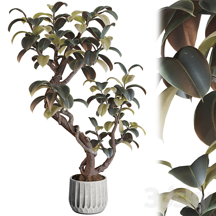 Bonsai Jungle Ficus Elastica Rubber Tree Set 260 - Indoor - 3D model