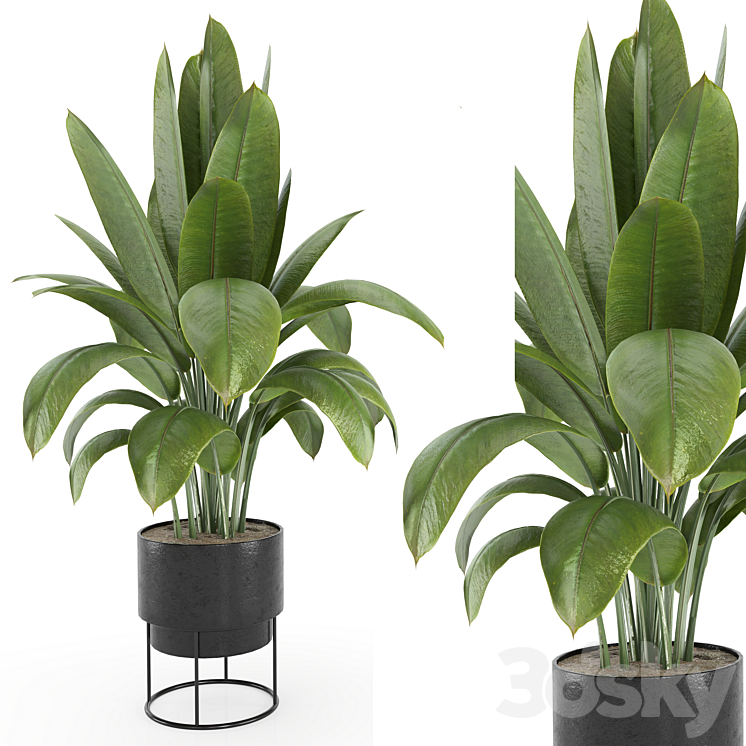 Indoor Plants Set 2 - Indoor - 3D model