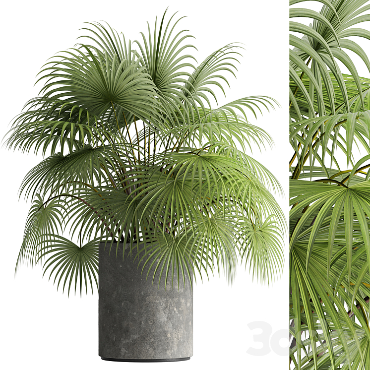 Indoor Bonsai Plants 09 - Indoor - 3D model