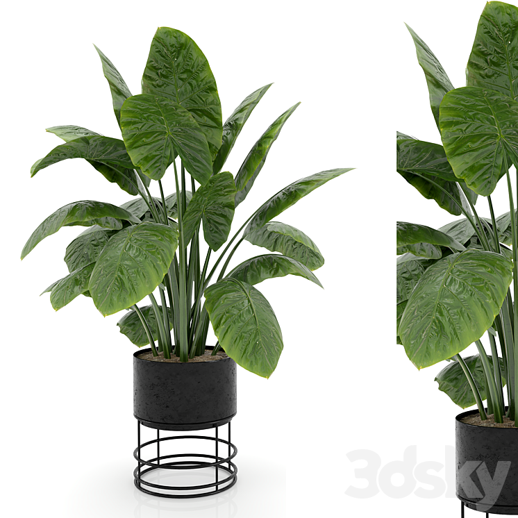 Indoor Plants Set 5 - Indoor - 3D model