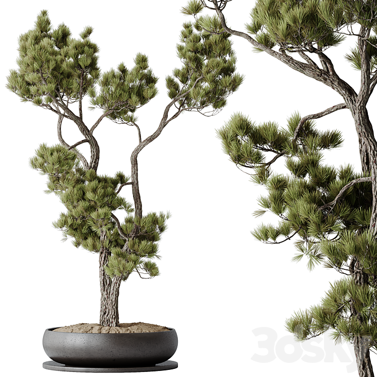HQ HousePlants Bonsai Pinus Pentaphylla Thunbergii07 - Indoor - 3D model