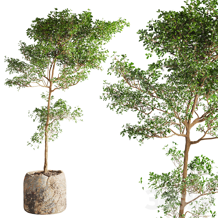 bucida buceras Plant in Handmade Planter - Indoor - 3D model