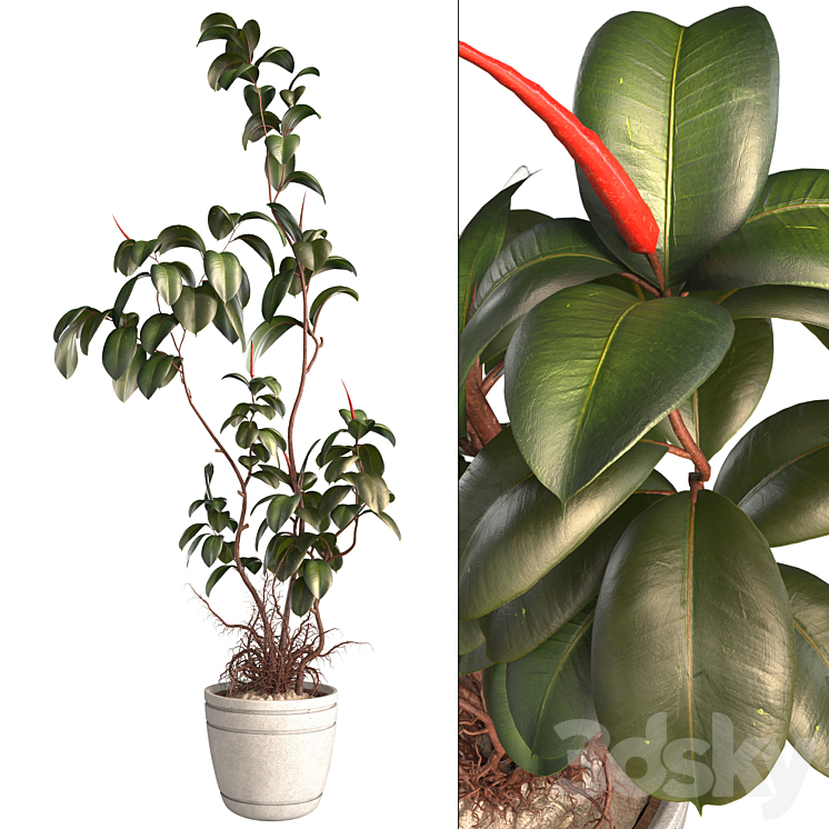 Bonsai Jungle Ficus Elastica Rubber Tree 338 - Indoor - 3D model