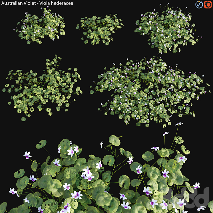 Viola hederacea -Australian Native Violet - 01 - Уличные - 3D модель