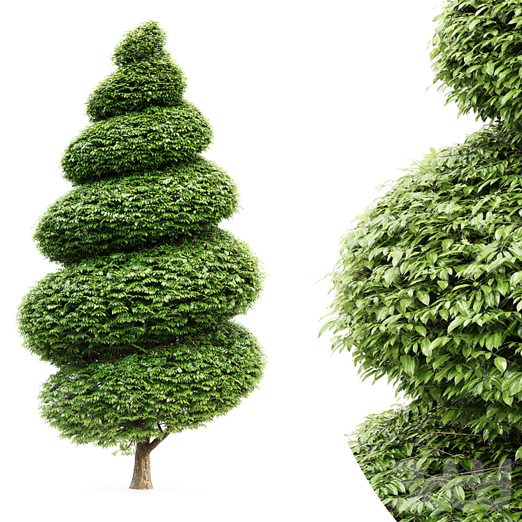 Burford Holly Spiral Topiary Tree Tuja Occidentalis - Деревья - 3D модель