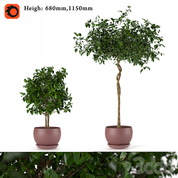 Фикус бенджамина - Ficus benjamina - Комнатные - 3D модель