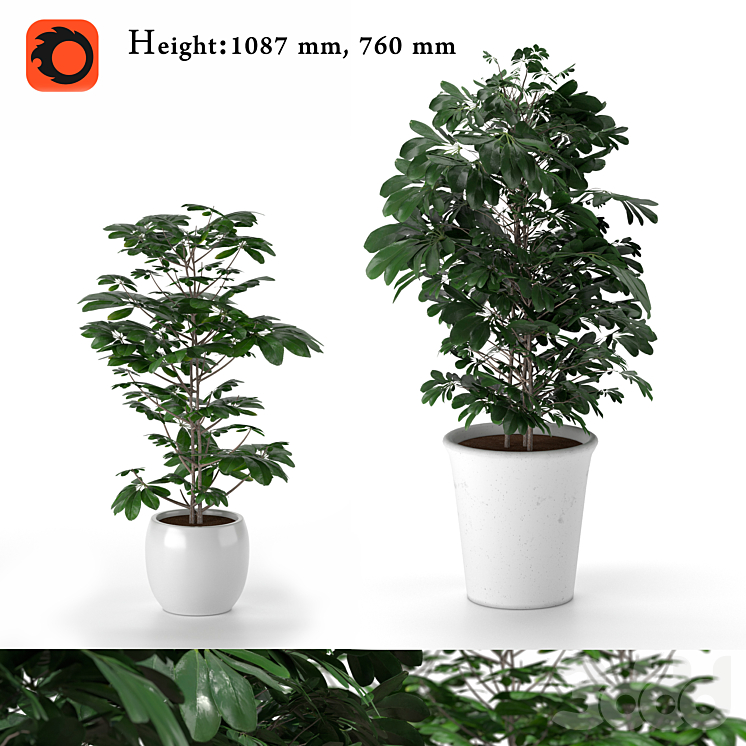 Шеффлера комнатное растение - Schéfflera - Комнатные - 3D модель