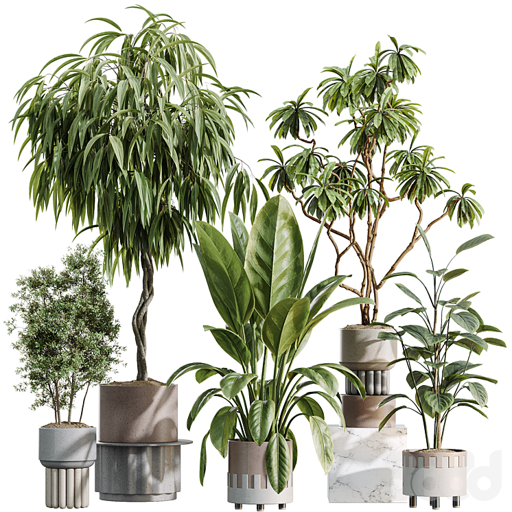 AV Indoor Plants Set 495 Ficus lyrata and Ficus Elastica and African ...